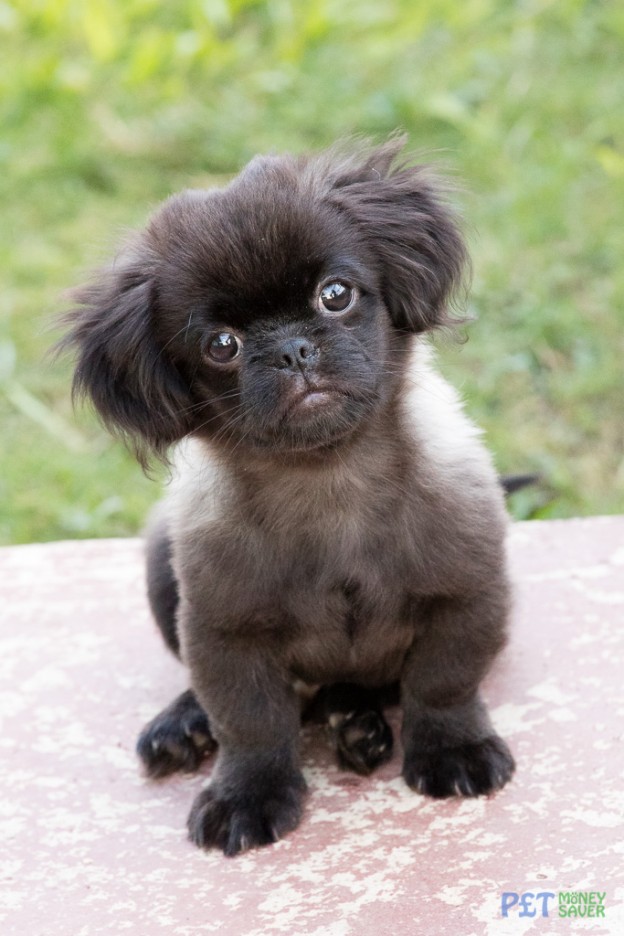 Cool Cats of Cuba - Cuban Cat Photos | PetMoneySaver